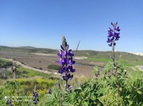 Emeq ha-Ela / The Valley of Elah: Site of the Duel Between David and ...